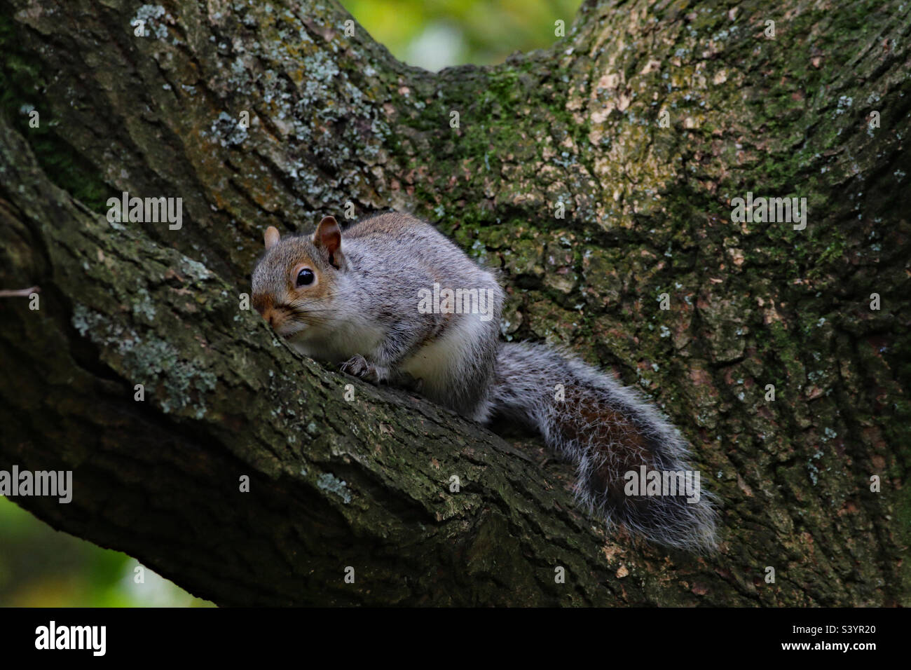 A beautiful and cute grey squirrel. These little animals are famous for ...