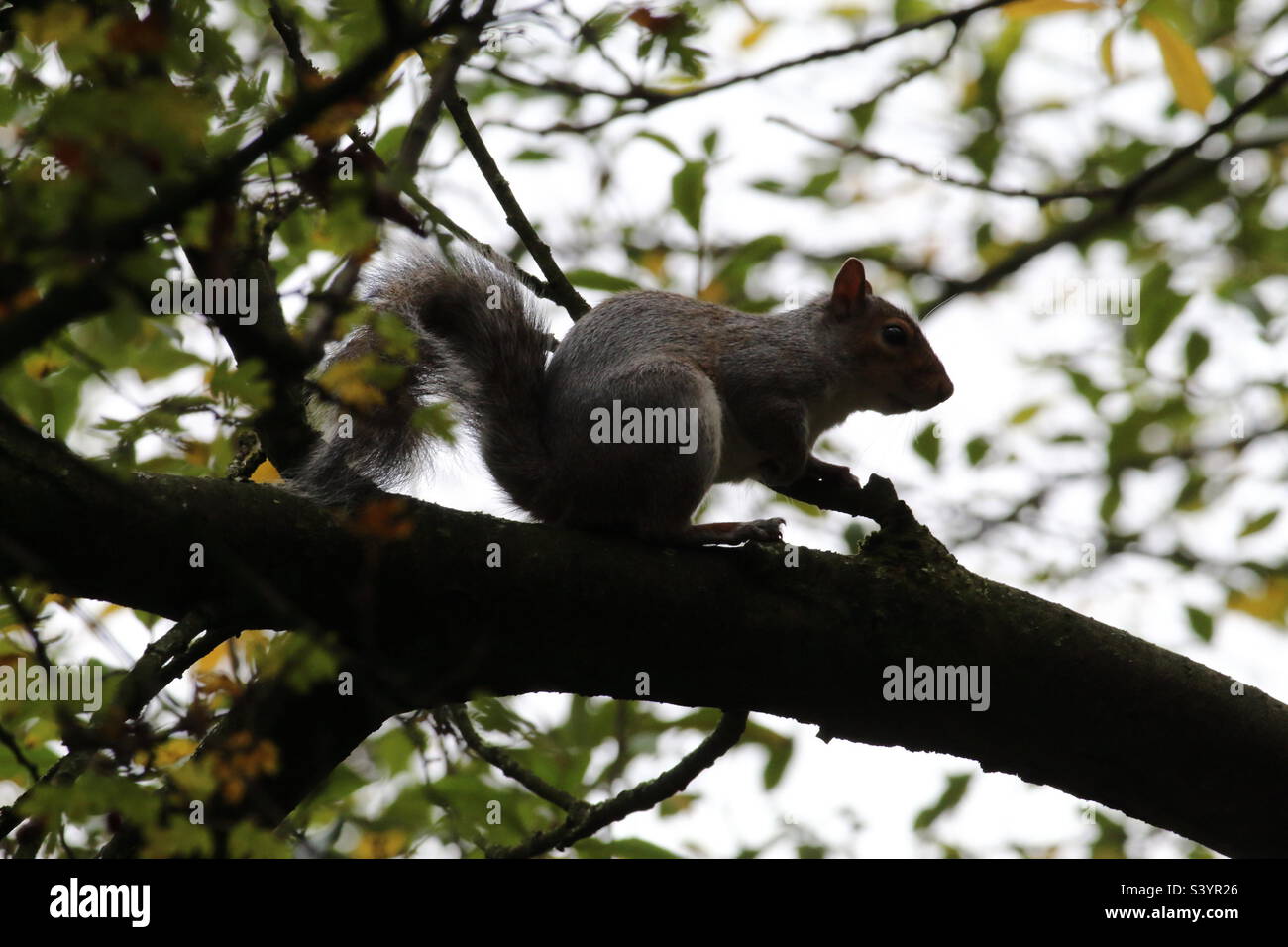 A beautiful and cute grey squirrel. These little animals are famous for ...
