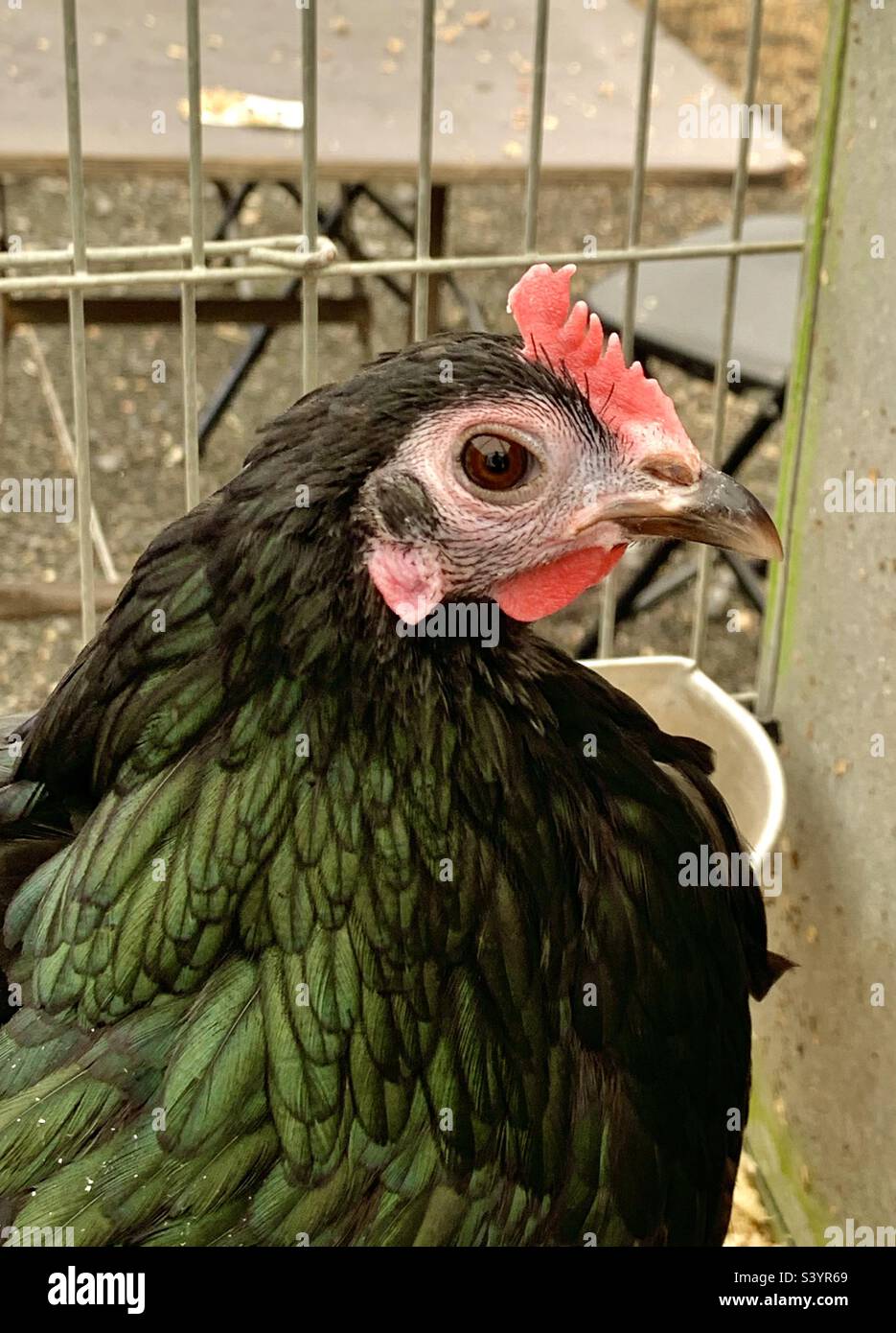 Scrawny hen hi-res stock photography and images - Alamy