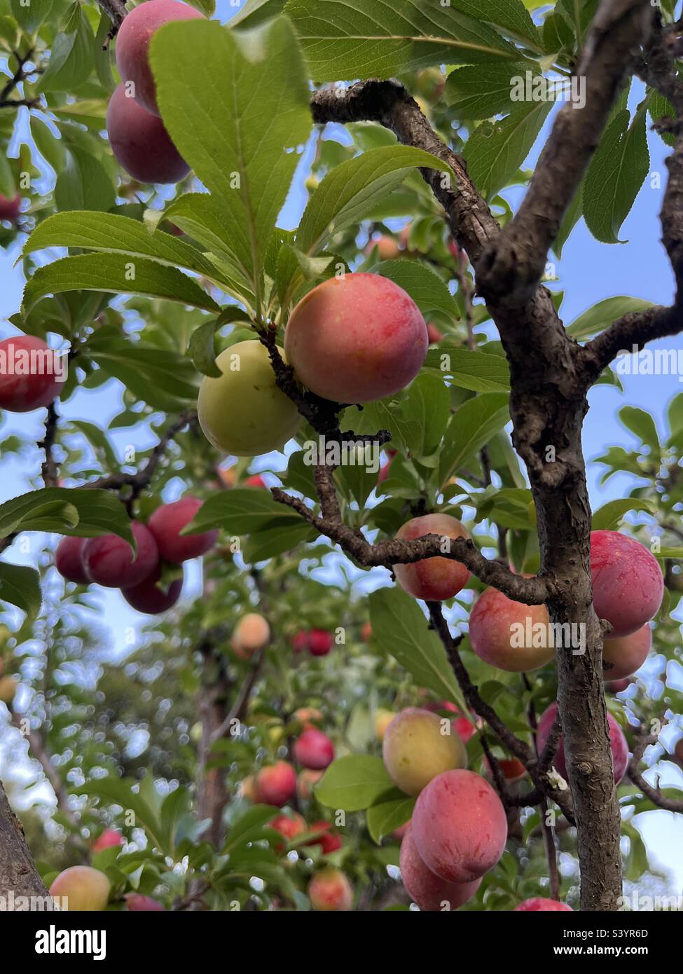 Plumtree hi-res stock photography and images - Alamy
