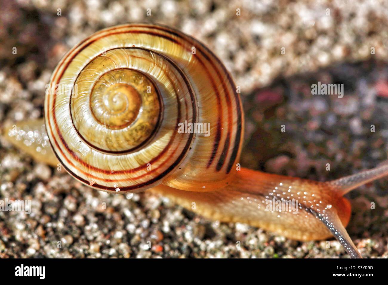 Snail shell pattern hi-res stock photography and images - Alamy