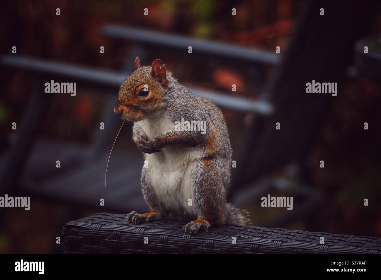 A beautiful and cute grey squirrel. These little animals are famous for ...