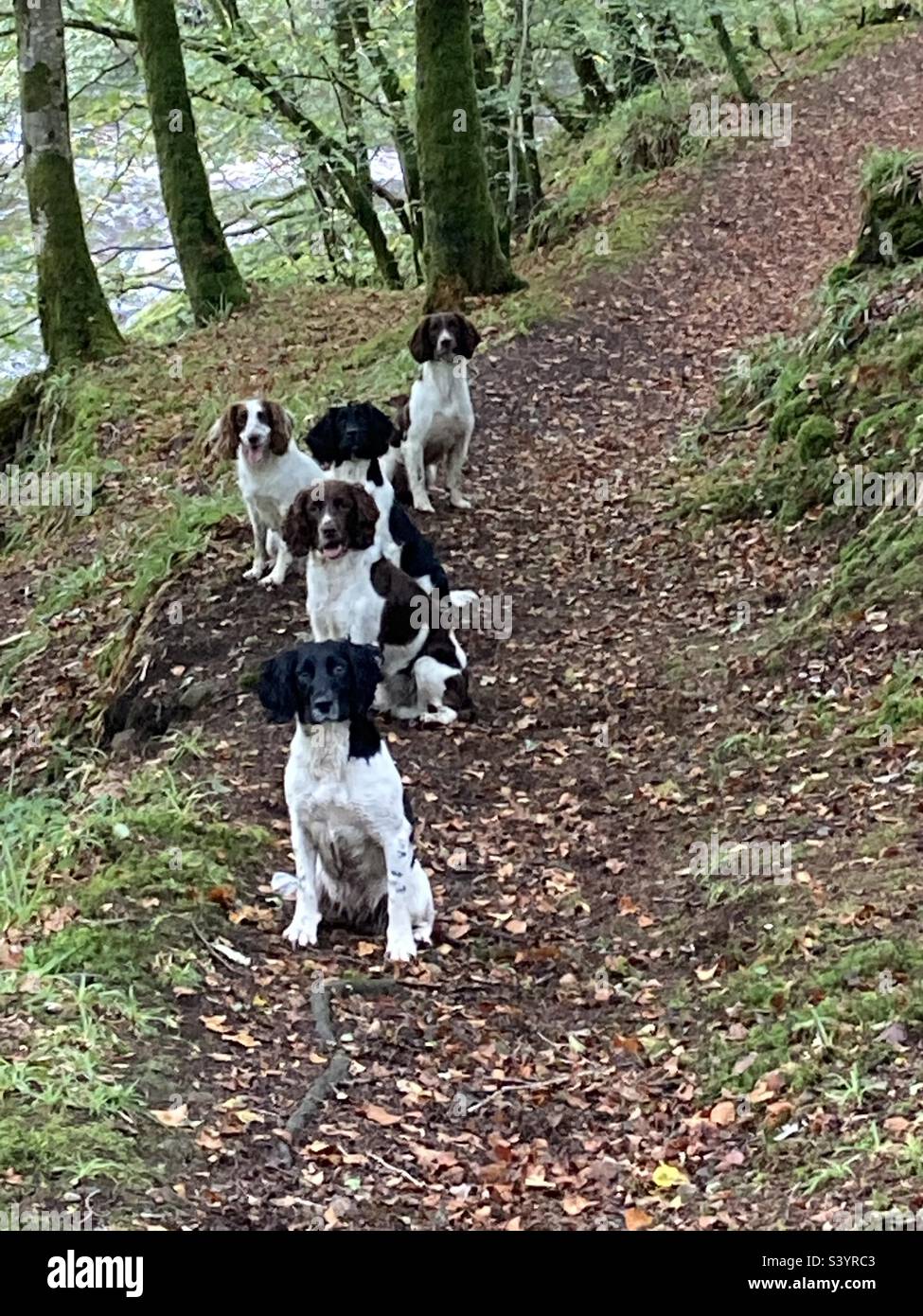 English Springer Spaniels. Off for a walk Stock Photo - Alamy