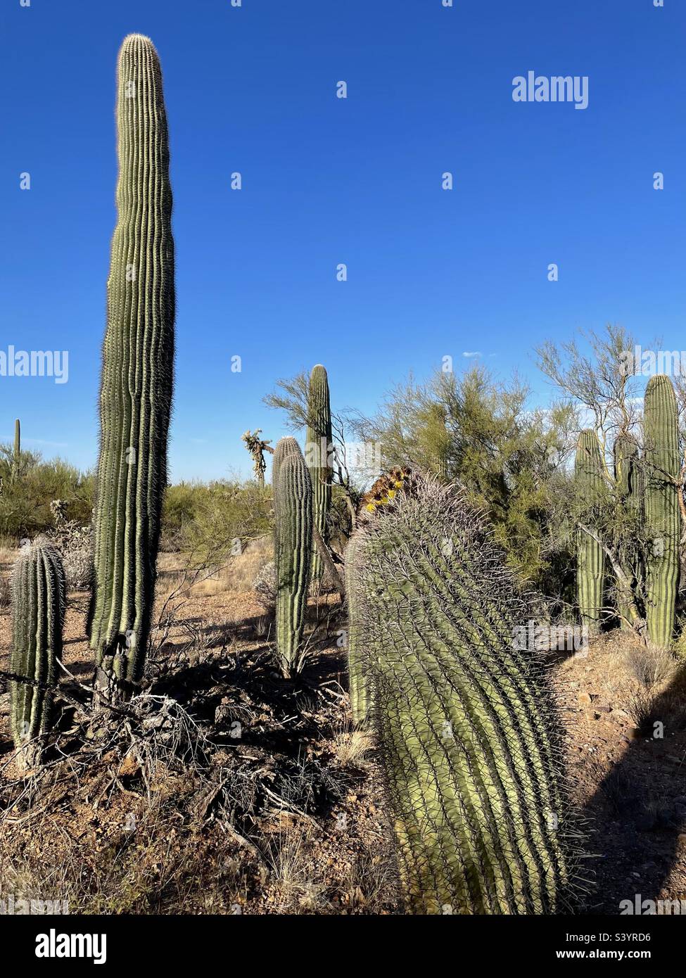 Several saguaros hi-res stock photography and images - Alamy