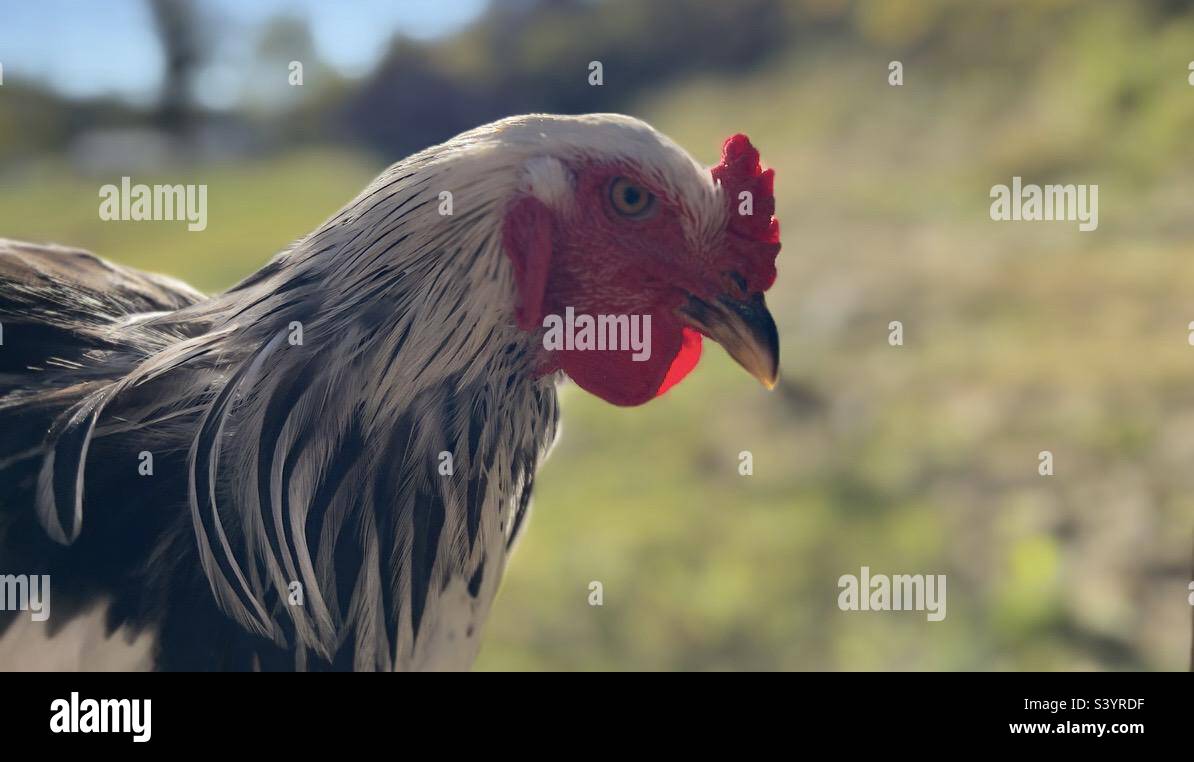 Rooster at farm hi-res stock photography and images - Alamy
