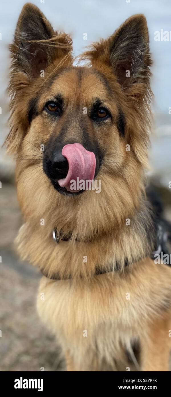 Skye the German Shepard Stock Photo - Alamy