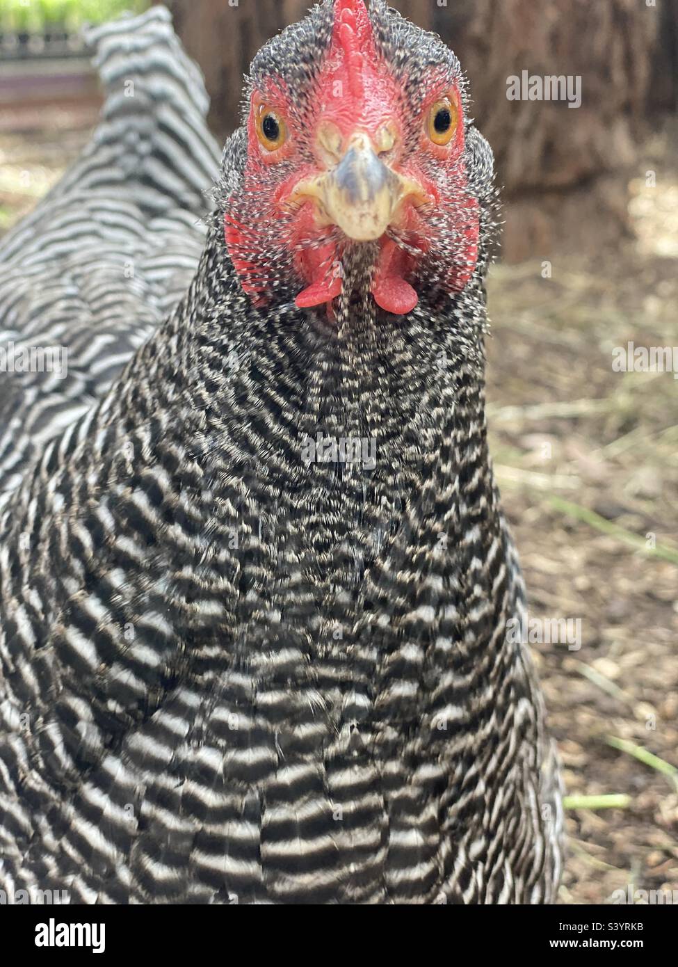 Plymouth rock hen hi-res stock photography and images - Alamy