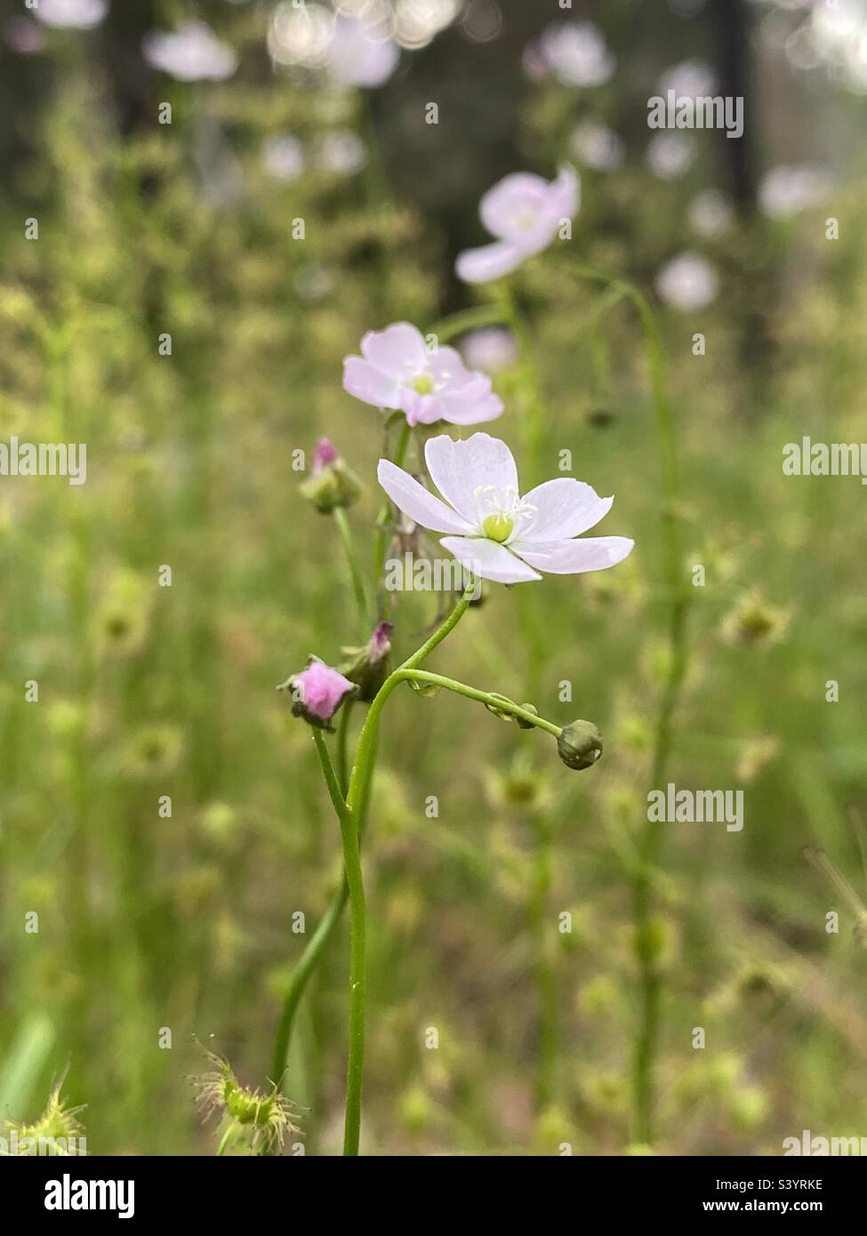 Australian sun hi-res stock photography and images - Alamy