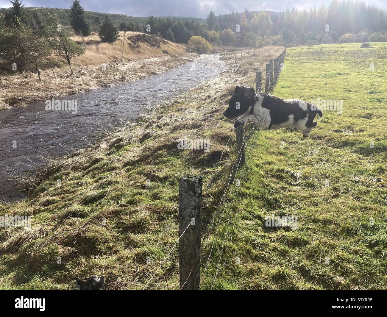 English Springer Spaniel. A retrieve Stock Photo - Alamy