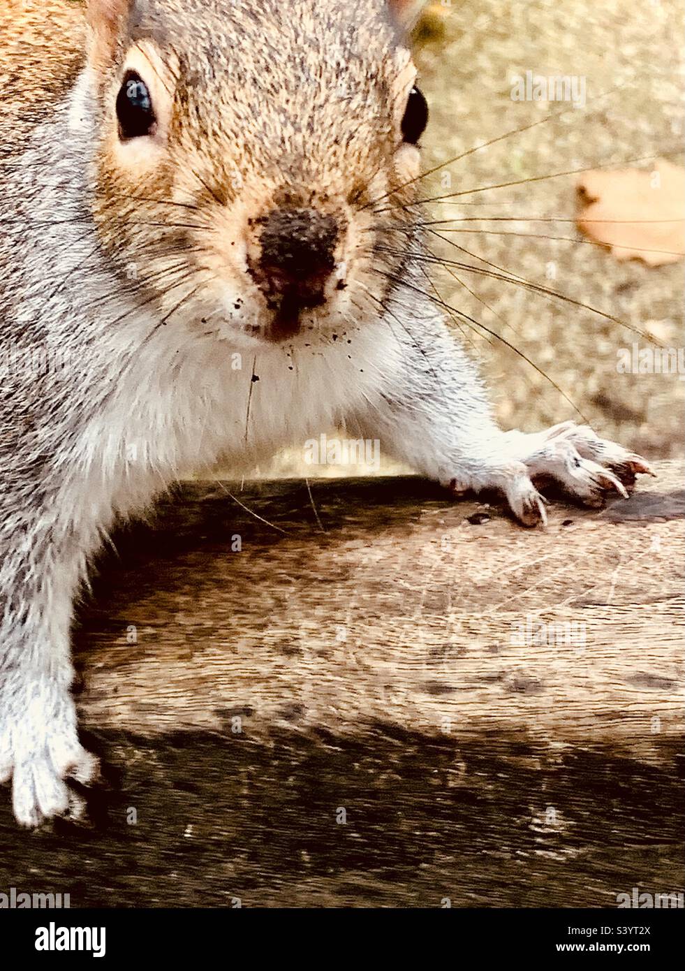 Squirrel Face Close Up