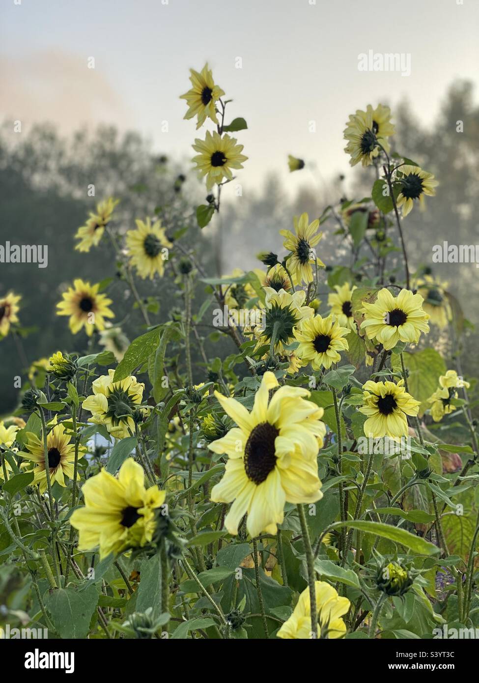 Pale yellow sunflowers hi-res stock photography and images - Alamy