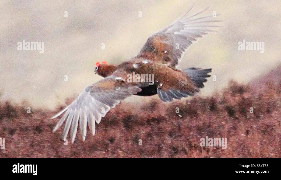 Red grouse in flight hi-res stock photography and images - Alamy