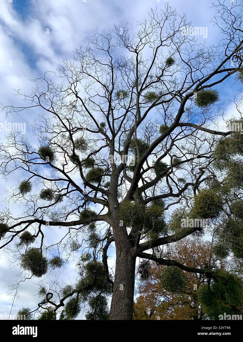 Growing in a tree hi-res stock photography and images - Alamy