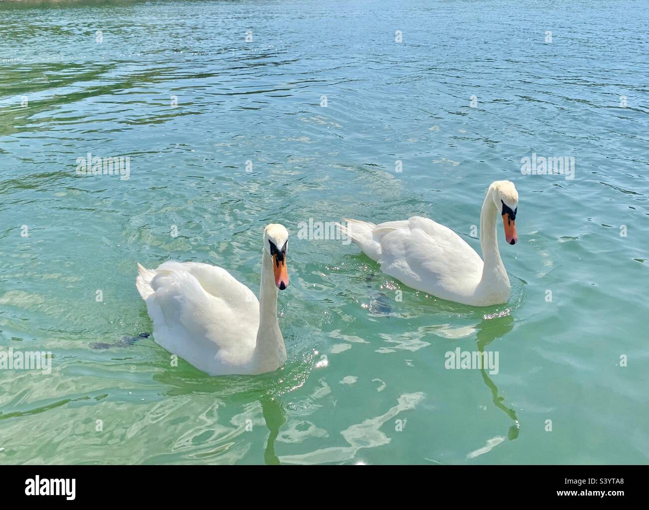 Swans big footed birds hi-res stock photography and images - Alamy