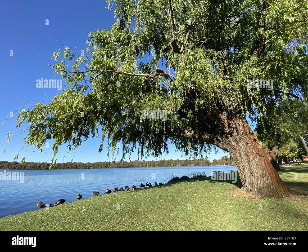 Lake monger view, Perth Australia Stock Photo - Alamy