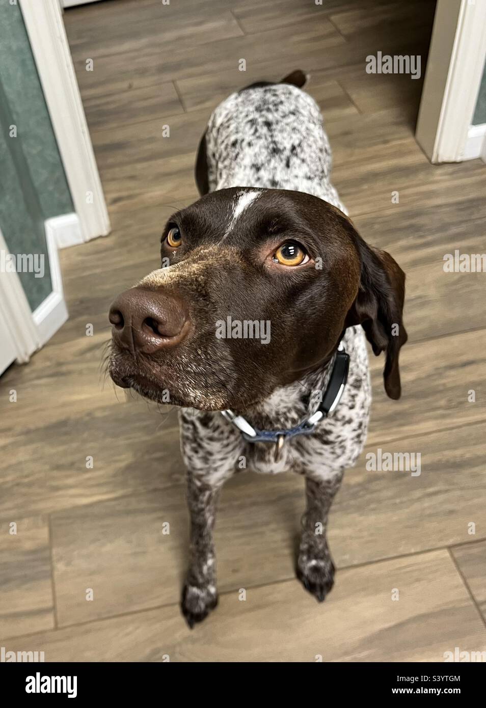 Dog with gold eyes hi-res stock photography and images - Alamy