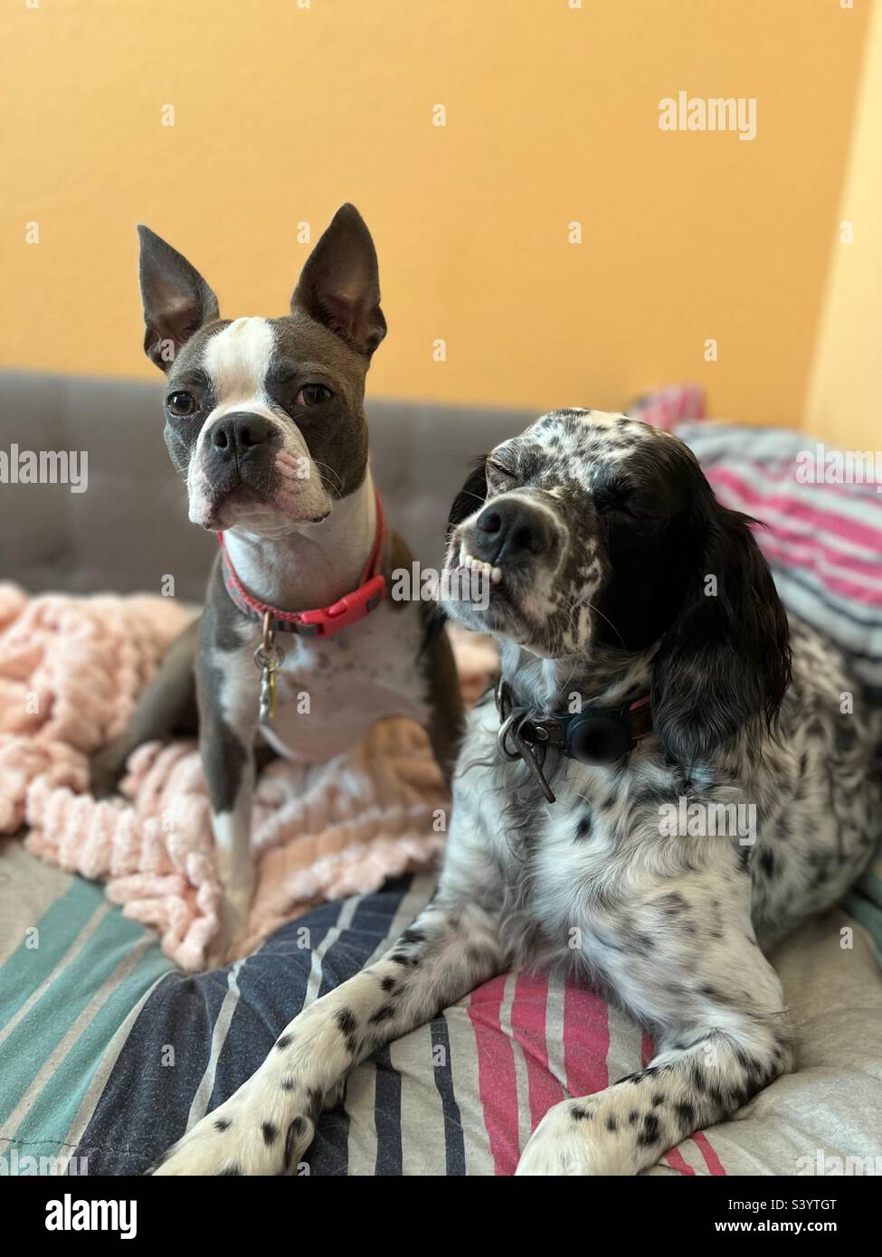 Dog in bed with blankets hi-res stock photography and images - Alamy