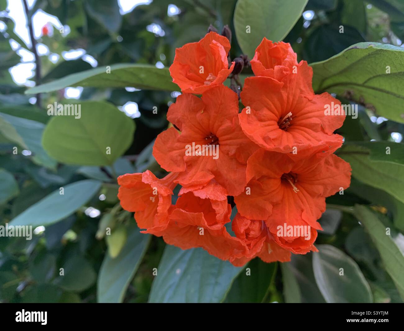 Orange tropical hi-res stock photography and images - Alamy