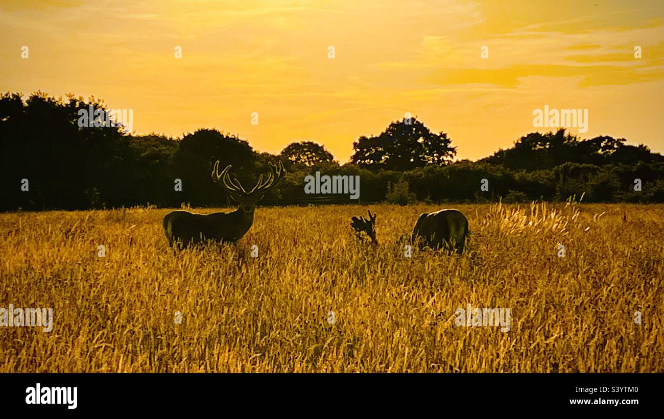 Deer sunset hi-res stock photography and images - Alamy