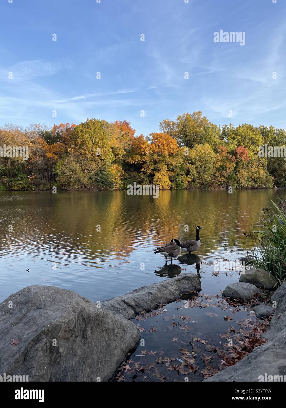 Park geese hi-res stock photography and images - Alamy