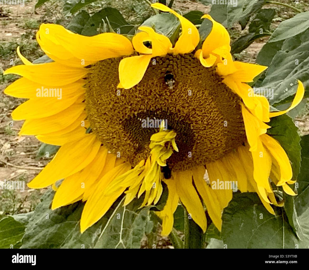 Unusual sunflower hi-res stock photography and images - Alamy