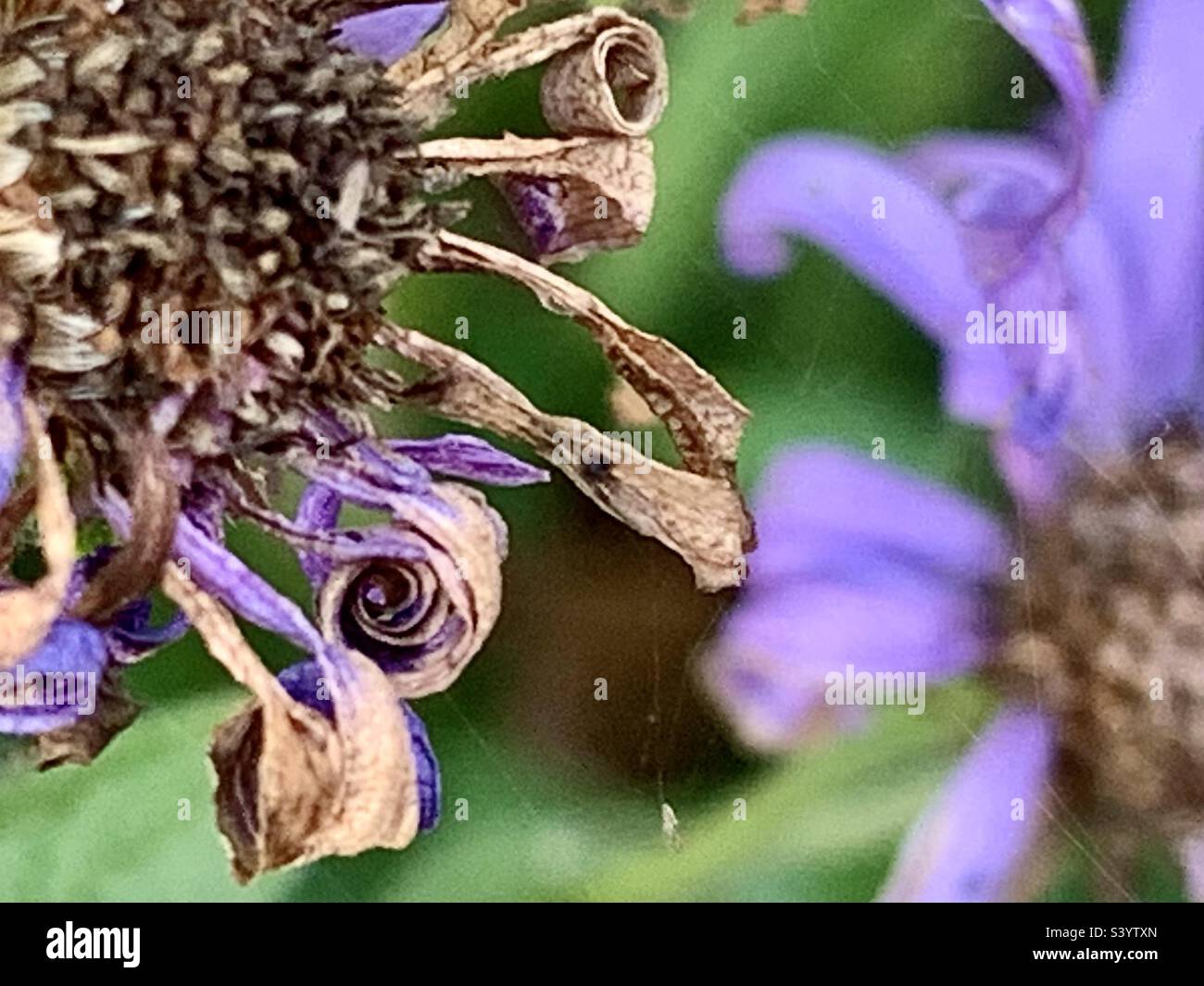 Curly petals hi-res stock photography and images - Alamy
