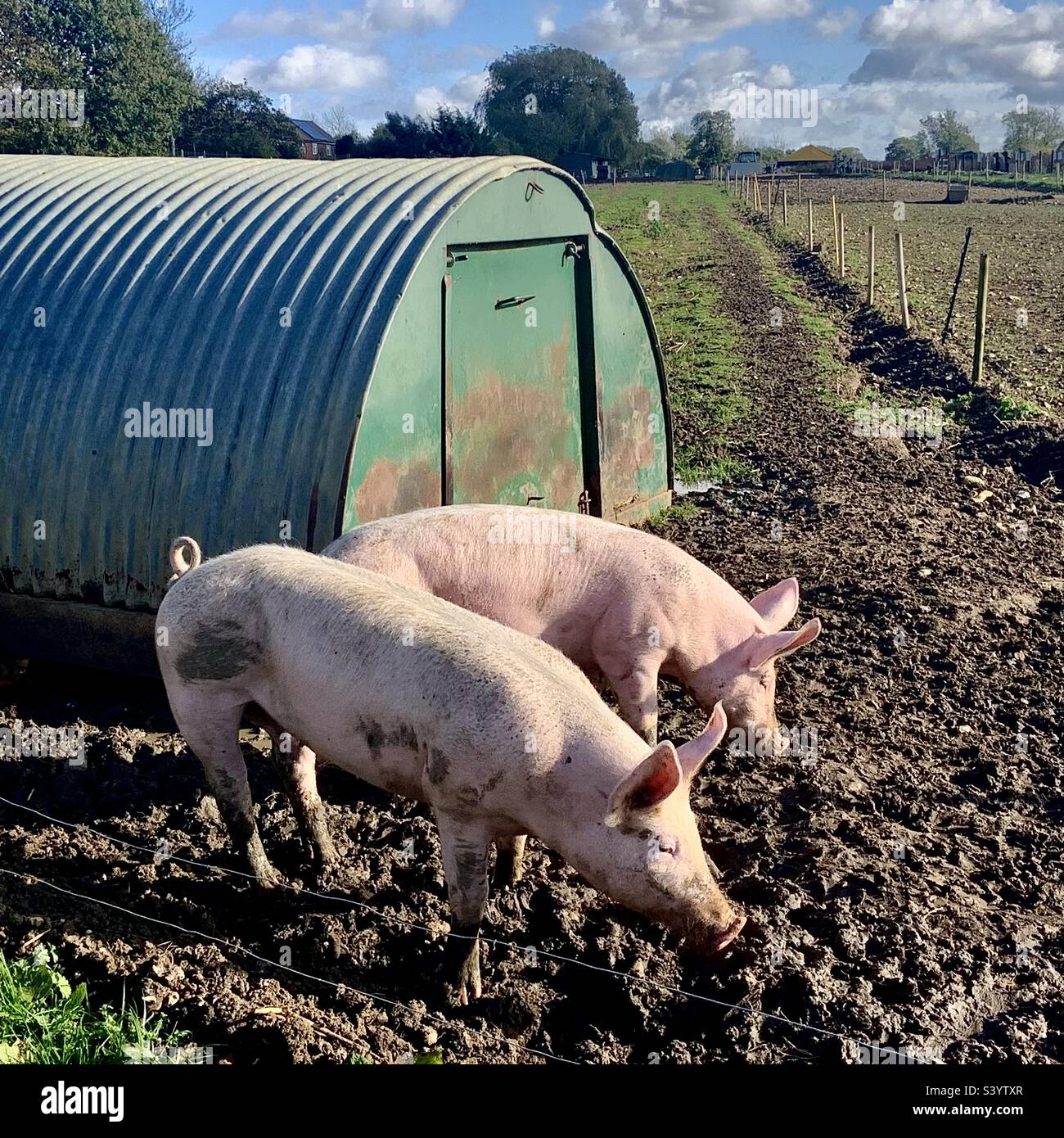 Muddy pigs hi-res stock photography and images - Alamy
