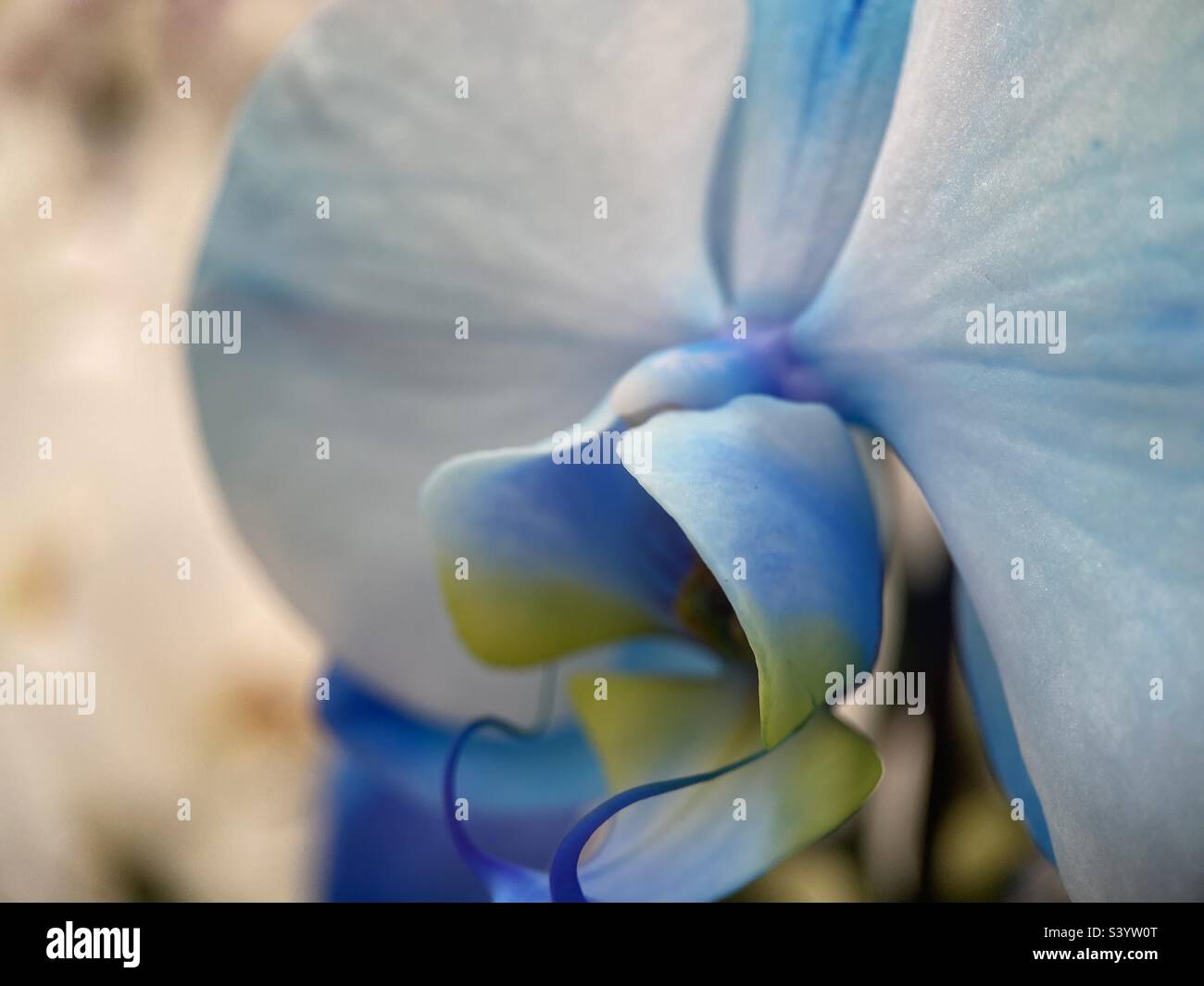 Blue orchid hi-res stock photography and images - Alamy