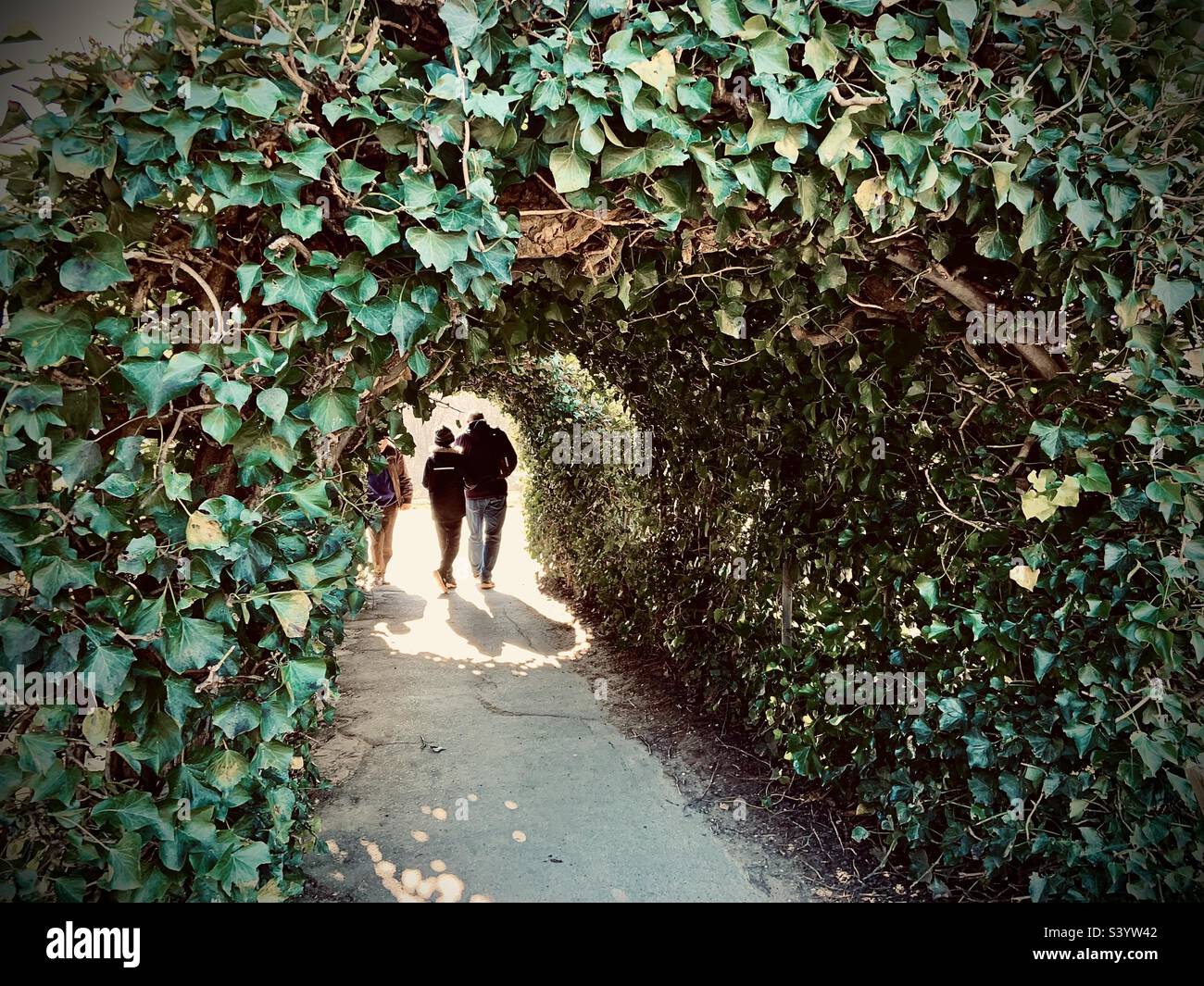 People walking through a tunnel made from hedges and leaves Stock Photo ...
