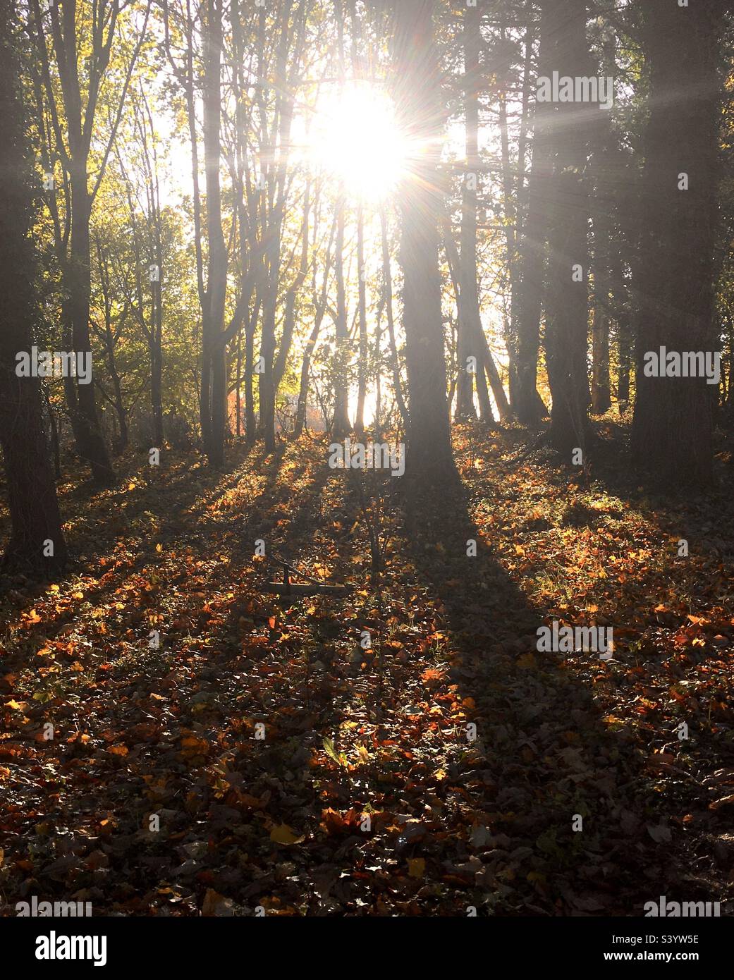 Forest, trees, light, forest floor, leaves, gold, yellow , green, brown ...