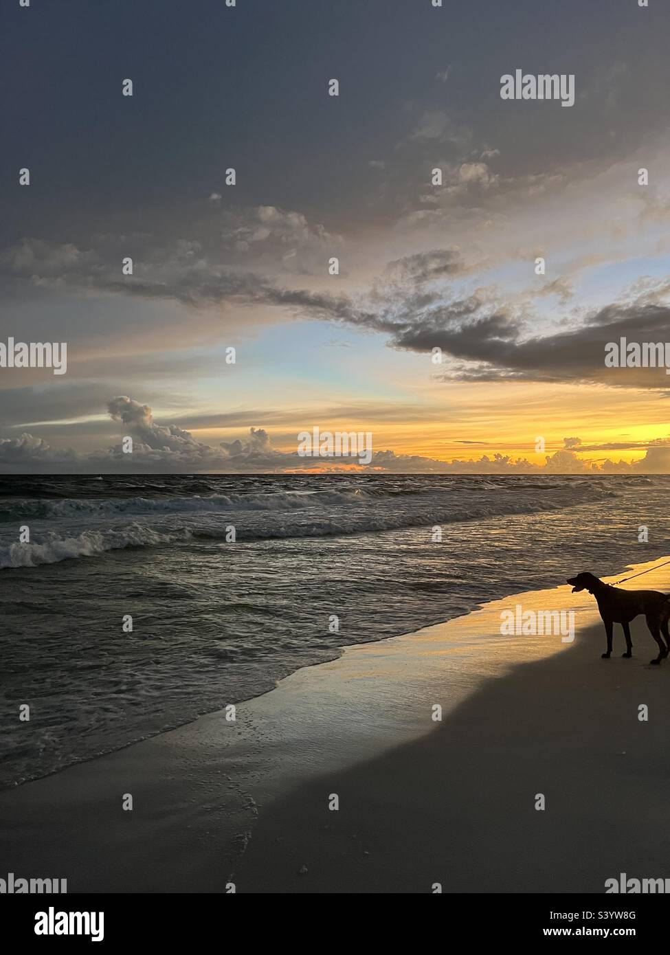 Dog silhouette and sunset skies over the Gulf of Mexico Emerald Coast ...