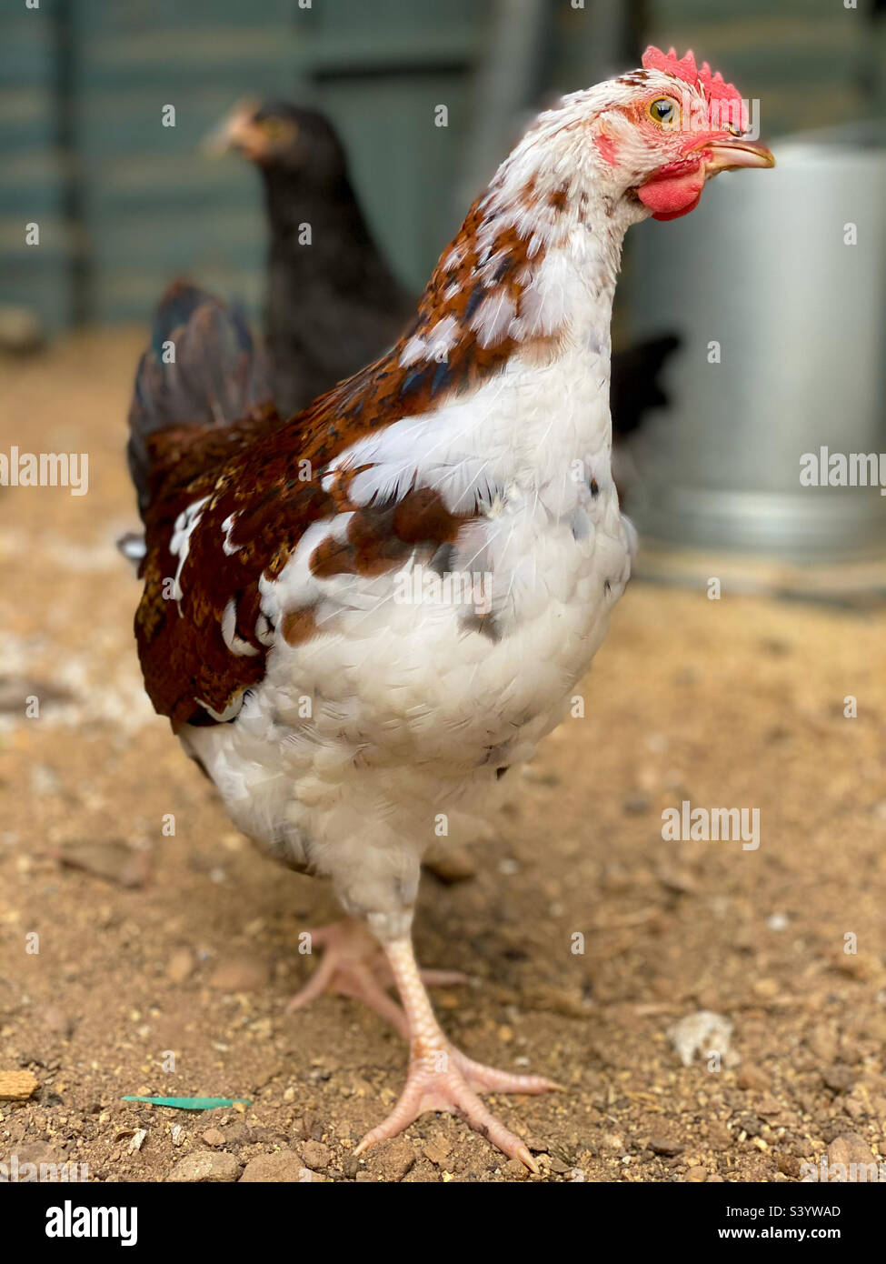 Chicken standing hi-res stock photography and images - Alamy