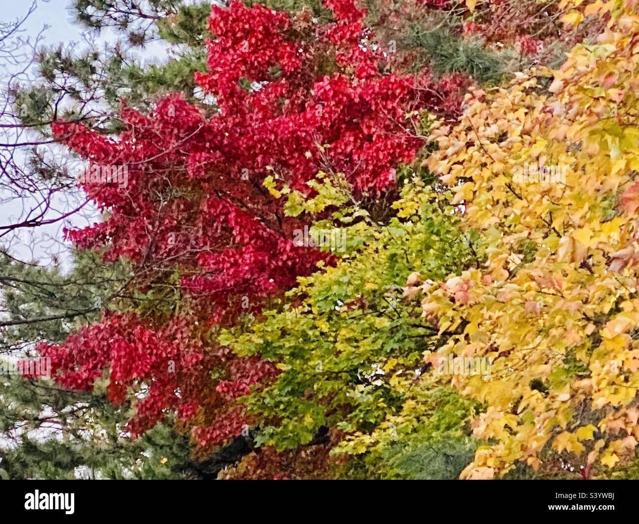 Fall trees background, vivid colors Stock Photo - Alamy