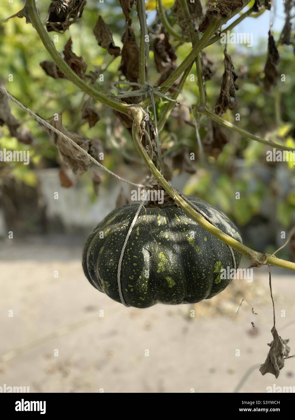 Tree pumpkin hi-res stock photography and images - Alamy