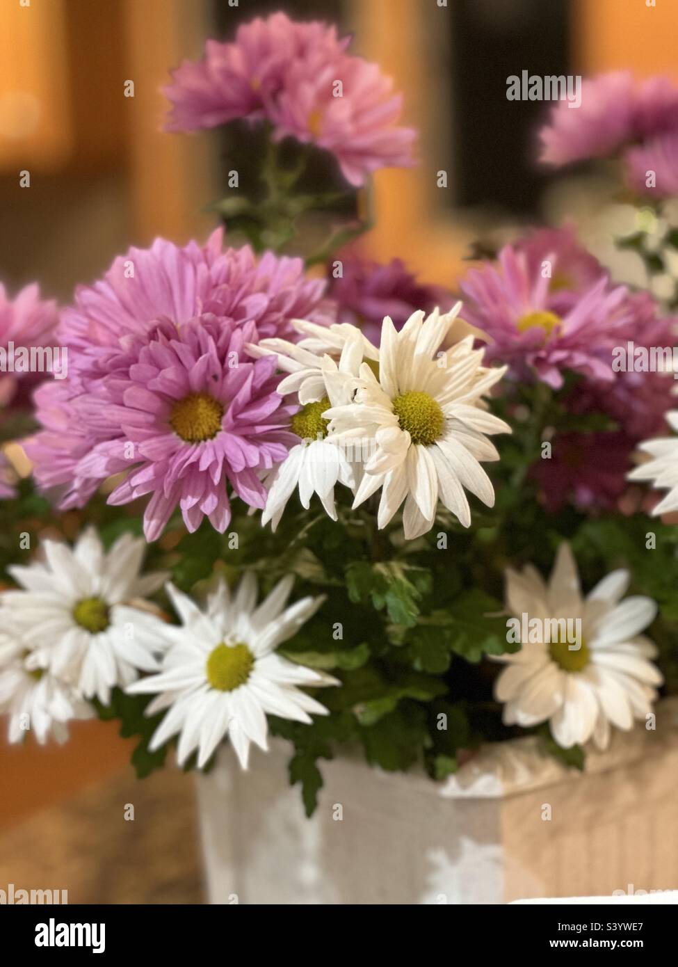 White Mums Turn Purple