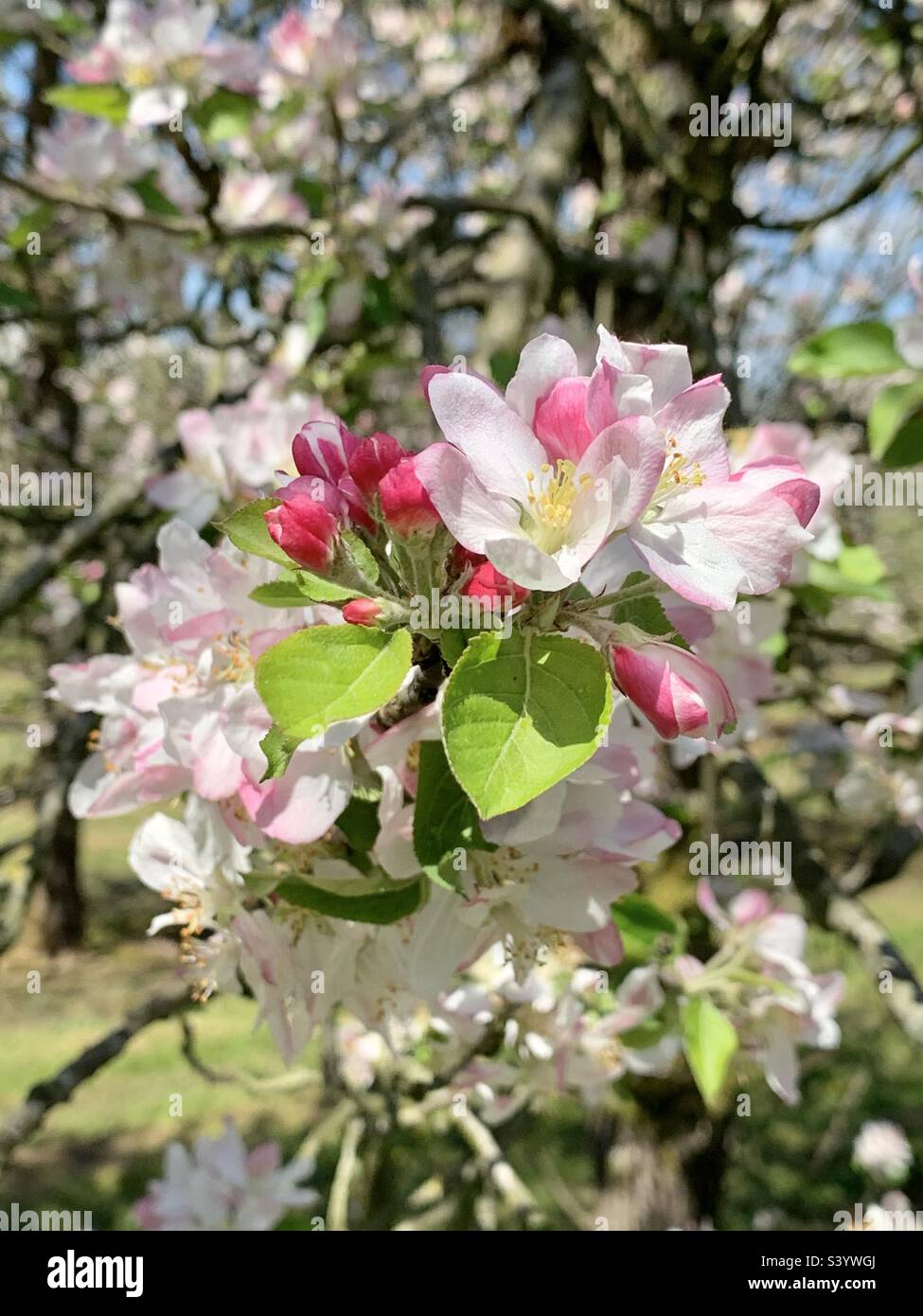 Gorgeous apple blossom flowers in May, Somerset England Stock Photo - Alamy