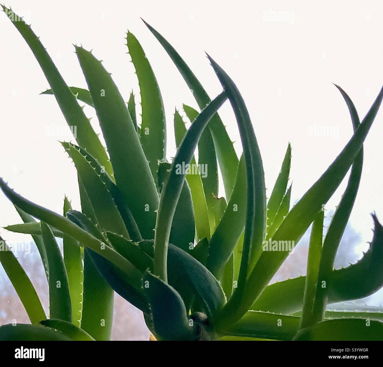 Spiny aloe hi-res stock photography and images - Alamy