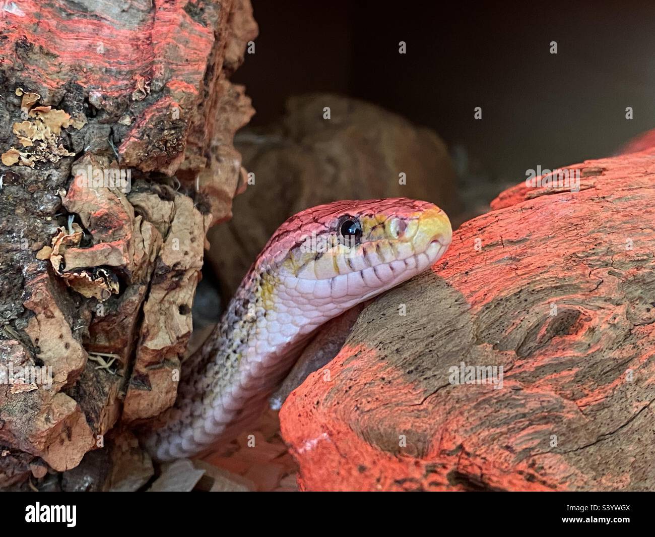Snake look hi-res stock photography and images - Alamy
