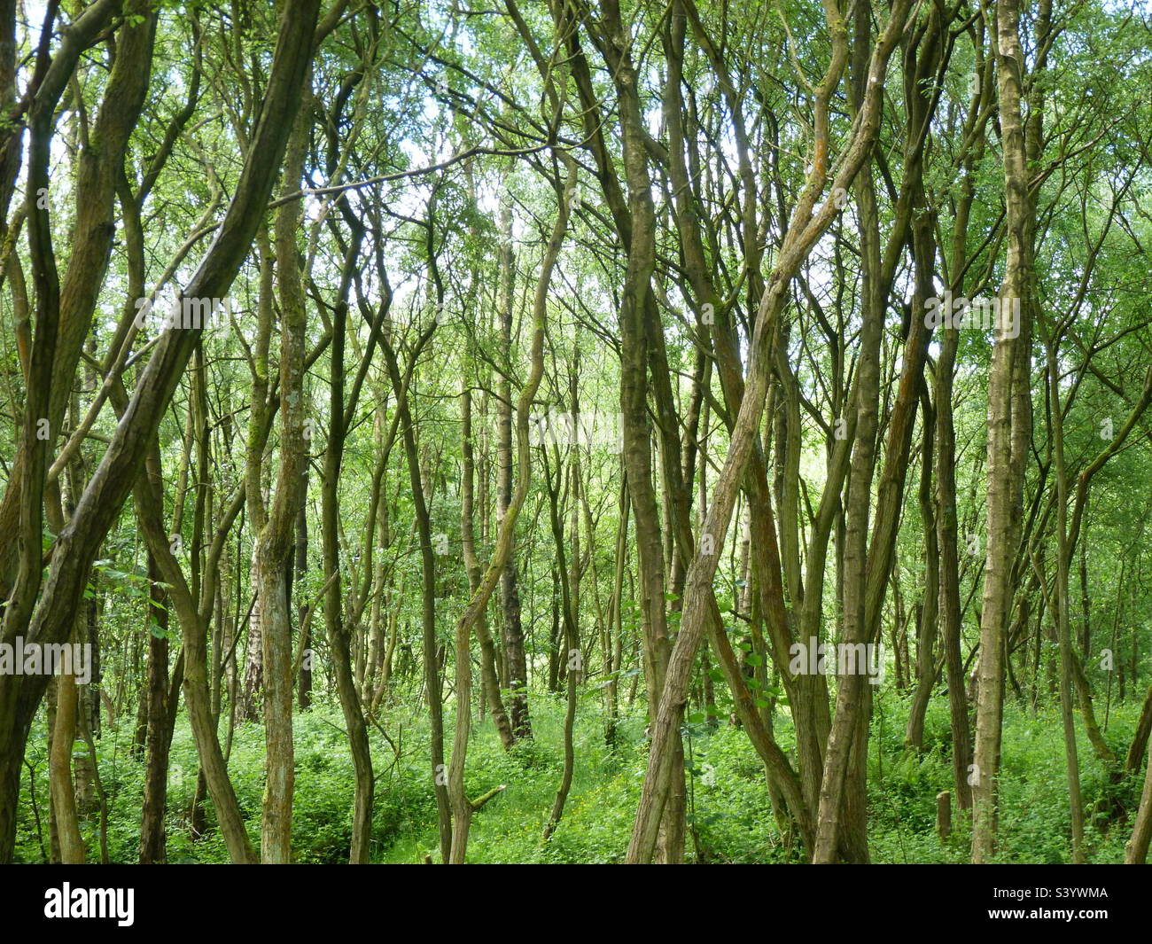 Pine trees formby hi-res stock photography and images - Alamy