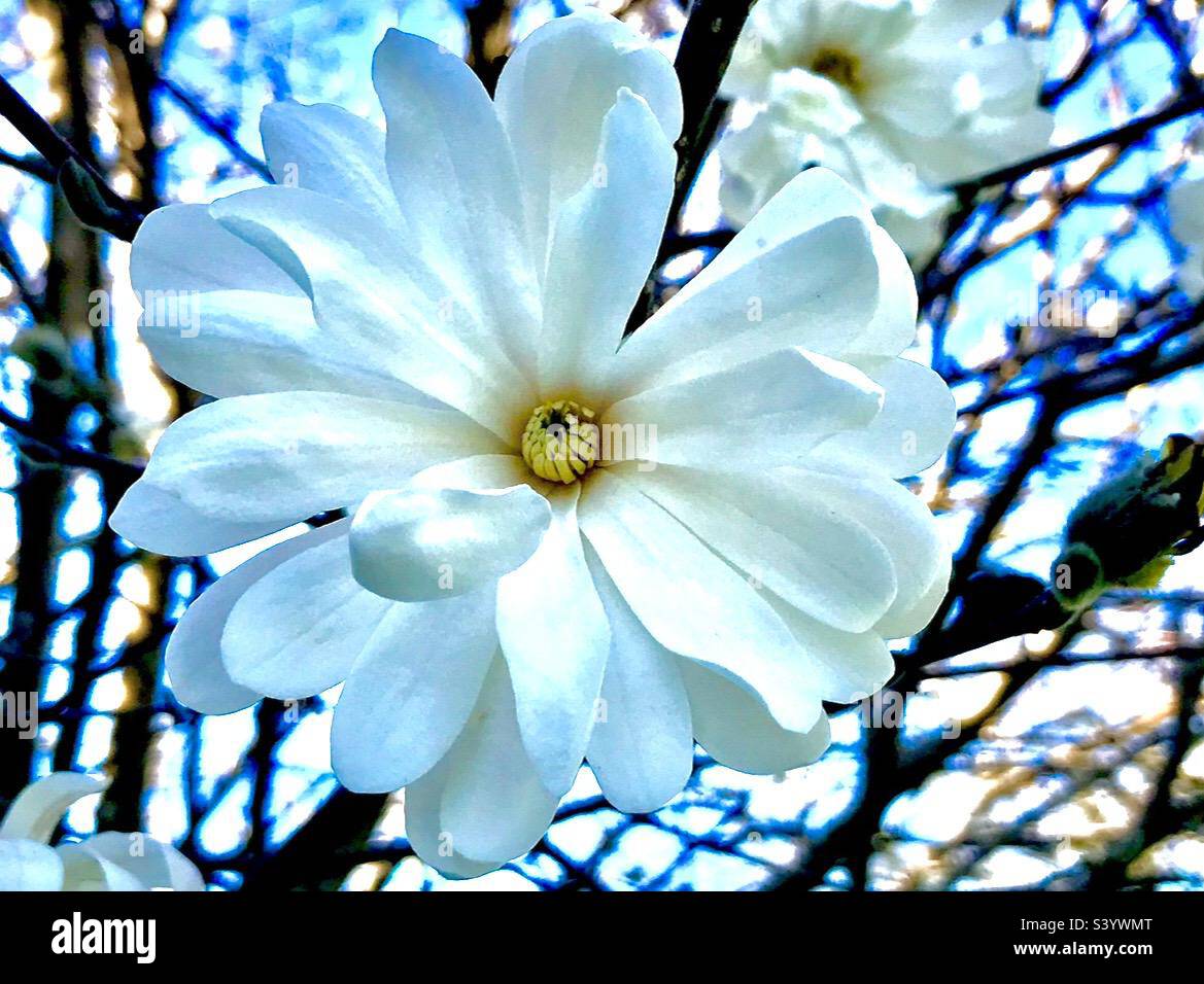 Life blooms hi-res stock photography and images - Alamy