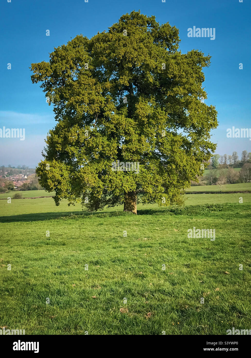 Spring greens. A single oak tree in fresh leaf Stock Photo - Alamy