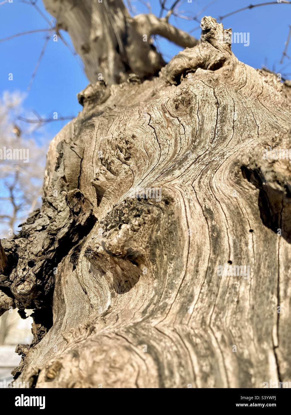 Dead tree and blue sky hi-res stock photography and images - Alamy