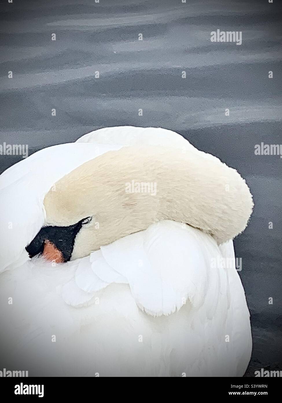 Back of swan hi-res stock photography and images - Alamy