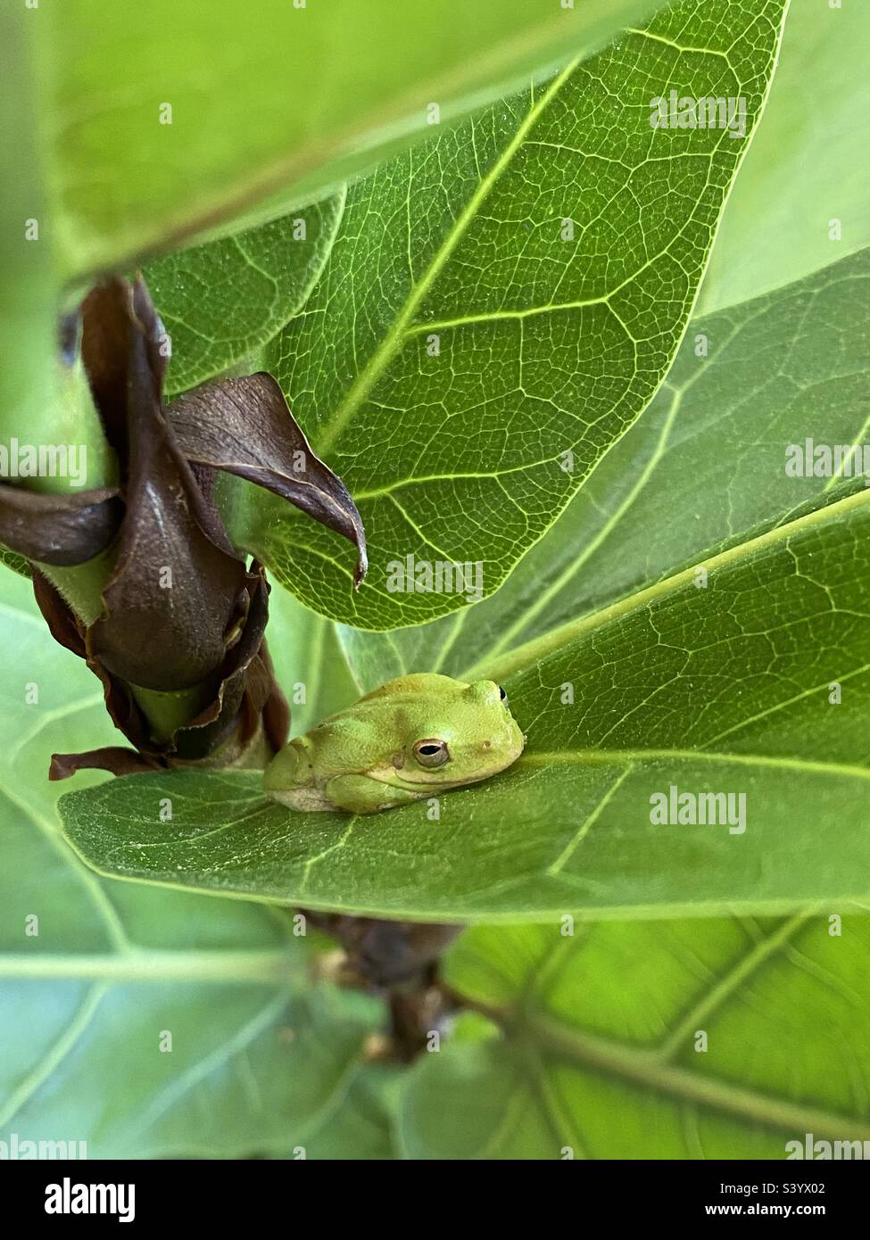 Cute tree frog hi-res stock photography and images - Alamy
