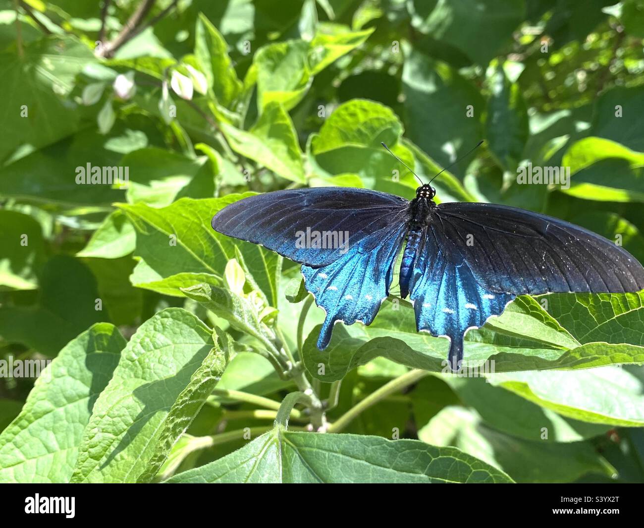 Gorgeous blue butterfly hi-res stock photography and images - Alamy