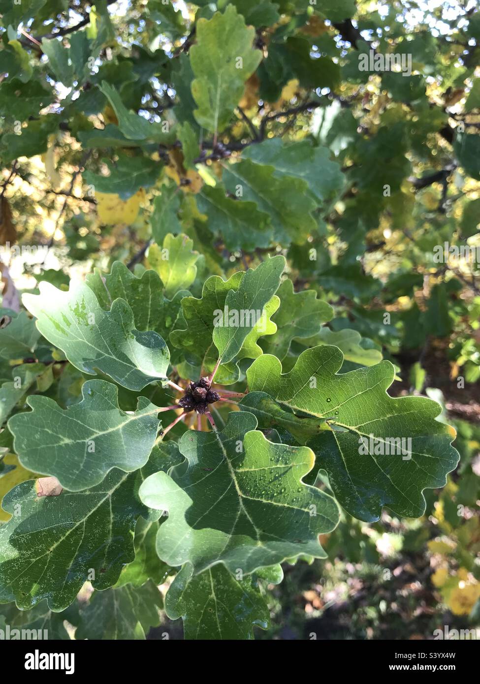 oak branch close up Stock Photo - Alamy