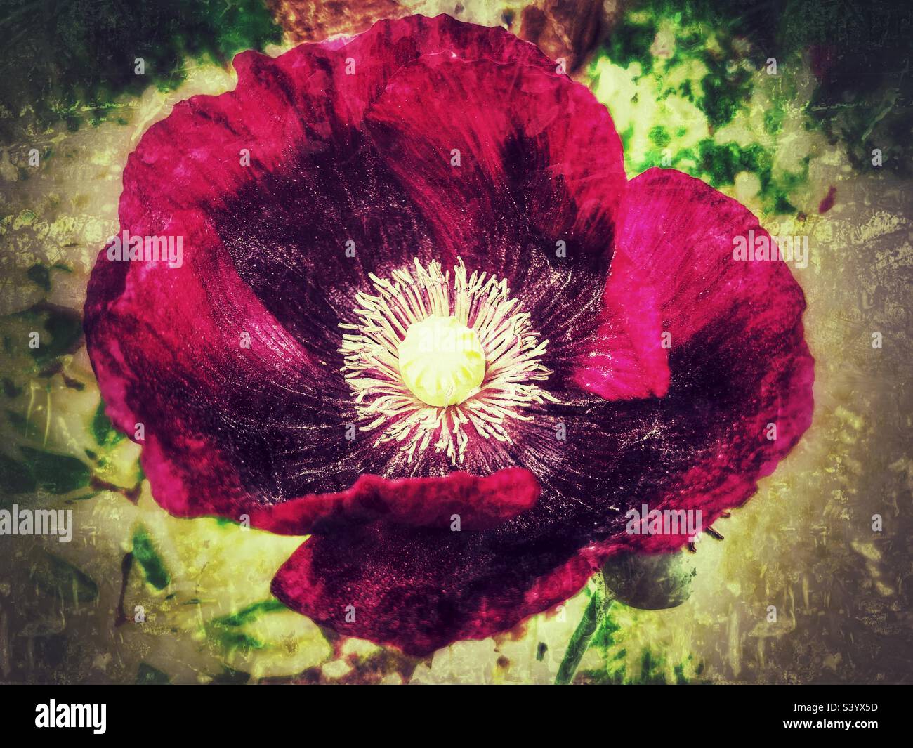Ornamental poppy hi-res stock photography and images - Alamy