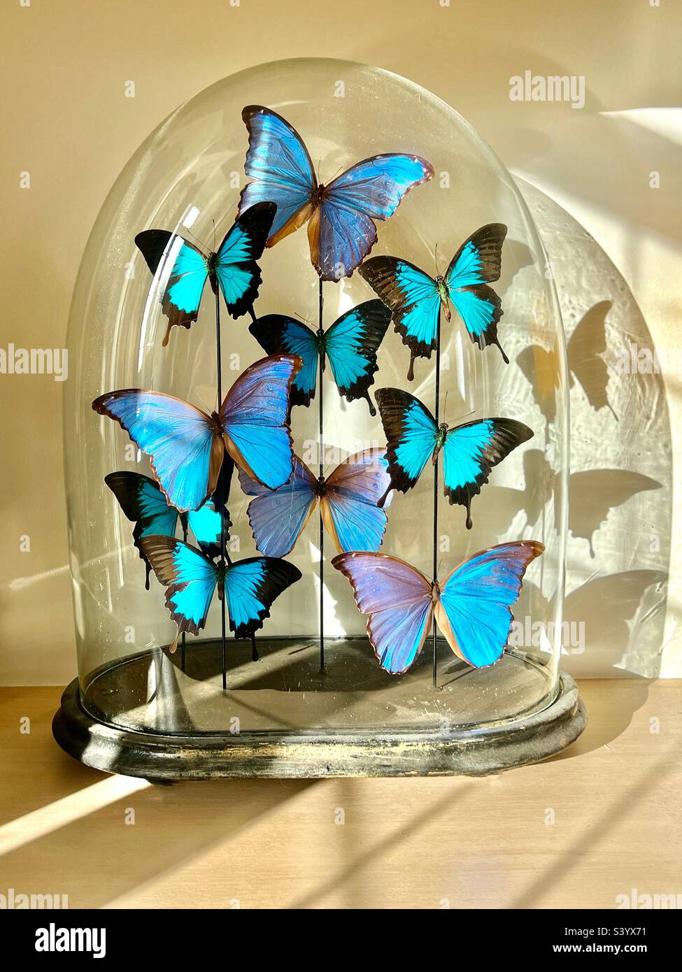 Display case of butterflies hi-res stock photography and images - Alamy