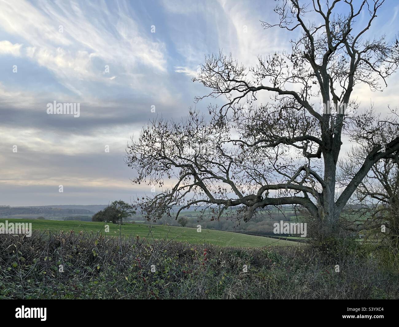 Countryside hedge hi-res stock photography and images - Alamy