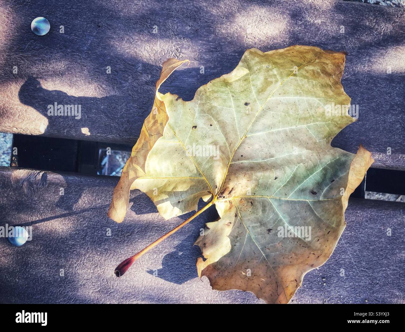 American sycamore hi-res stock photography and images - Alamy